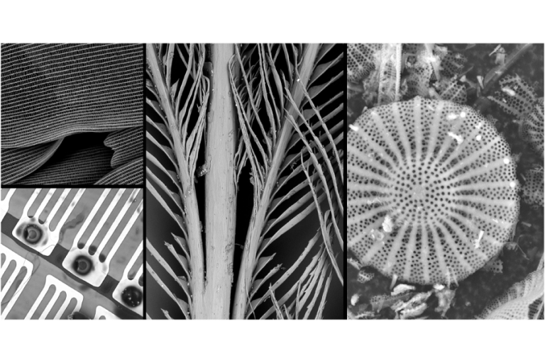 Phenom Pure G6 Desktop SEM - Paralab